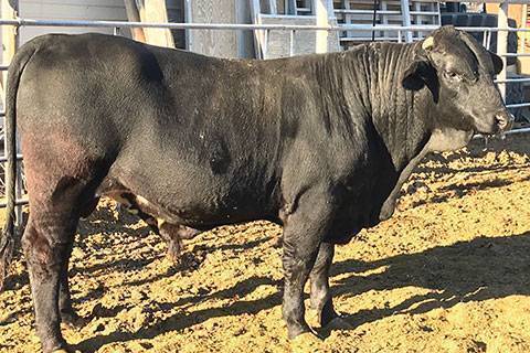 Herd Sires | Silver State Beefmasters Inc.